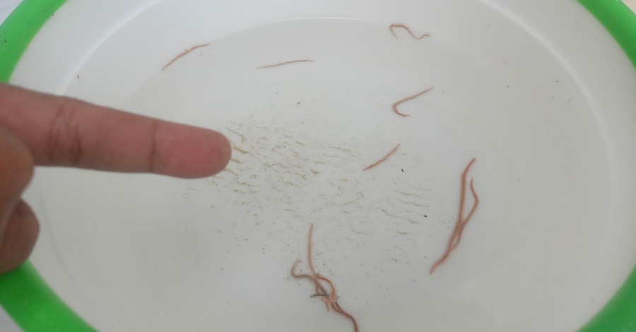 Warga Keluhkan Air PDAM Ternate Cacingan - FajarMalut.com