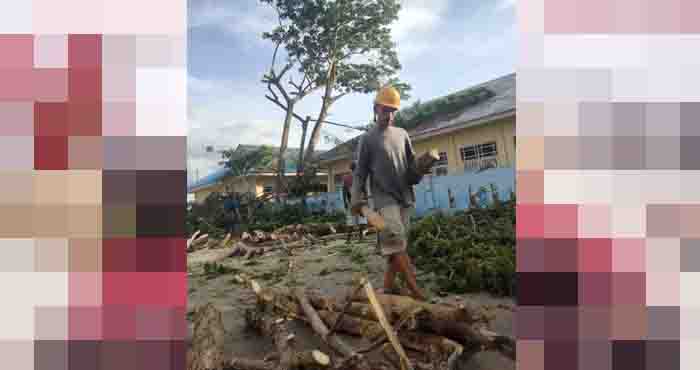 Merusak Jalan, Pohon Trembesi di Halmahera Tengah Mulai Ditebang ...